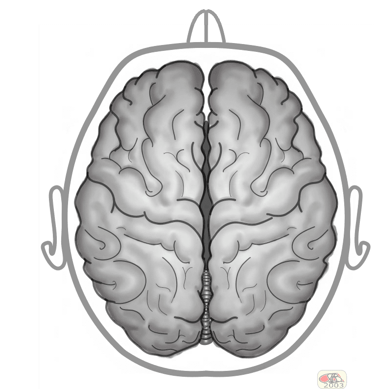 Ventricular system of the brain - Nervsystemet
